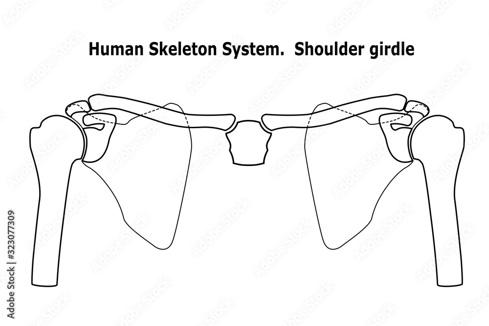 Human Skeleton System Shoulder Girdle. Anterior View Anatomy. Vector ...