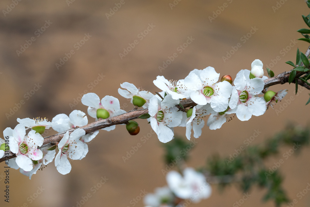 Pink Tee Tree in flower Stock Photo | Adobe Stock