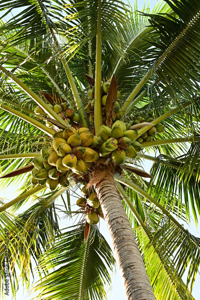 Coconut Tree - Cocos nucifera - bearing large number of coconuts ...