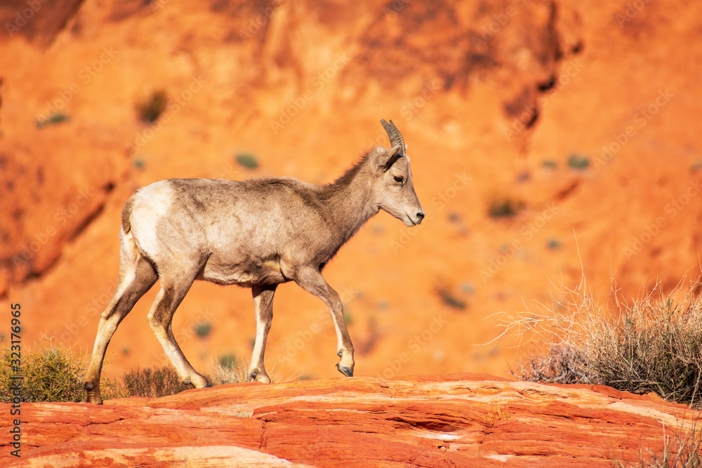 Desert bighorn sheep, ovis canadensis nelsoni, walks through desert ...