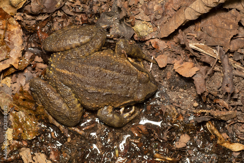 Sikkim Paa Frog, Nanorana liebigii, Sikkim, India Stock Photo | Adobe Stock
