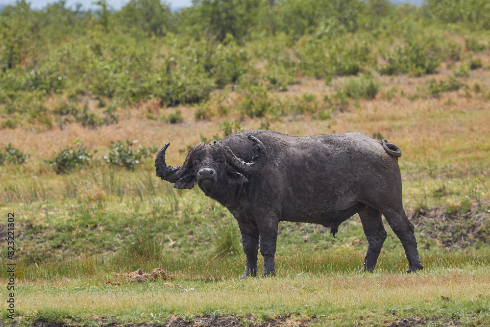 Old bull Cape buffalo in Kruger Stock Photo | Adobe Stock