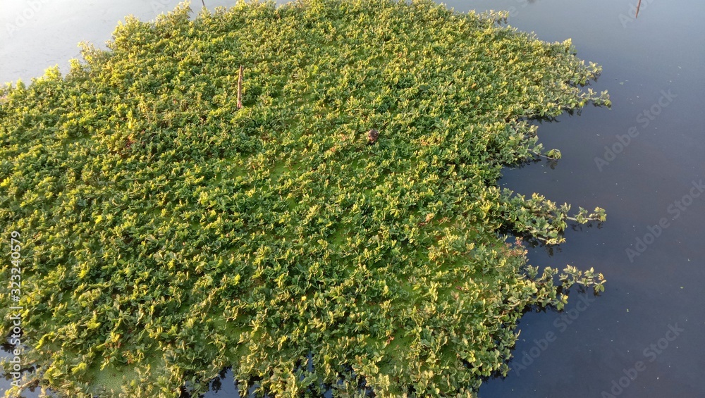 Water mimosa clump green fresh vegetable isolated on water surface ...