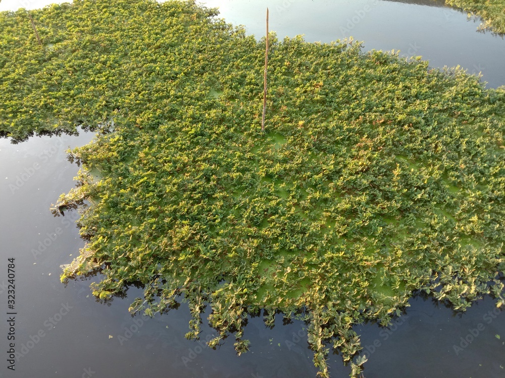 Water mimosa clump green fresh vegetable isolated on water surface ...