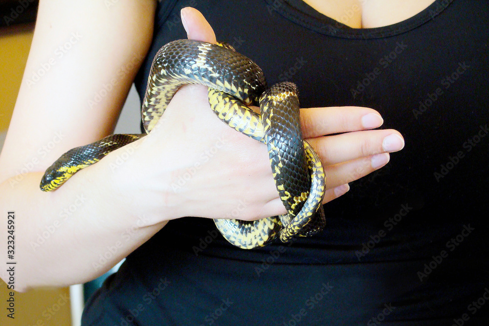 Foto de Woman's Hands Holding Common Snake. Grass Snake Natrix natrix ...