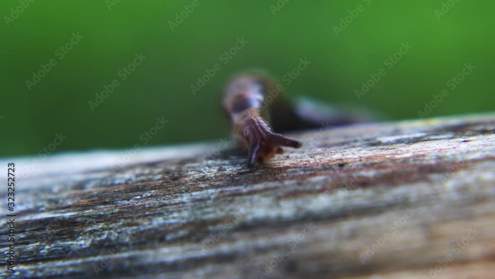 Macro footage of a young black slug without a house creeping along a ...