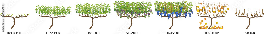 Annual growth life cycle of grapevine isolated on white background ...