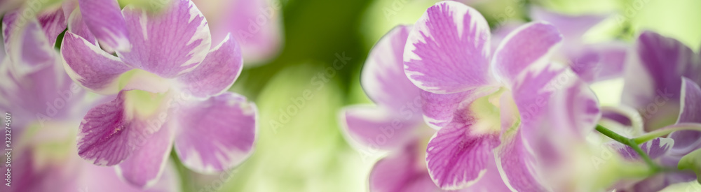 Nature of flower in garden using as cover page background natural flora ...