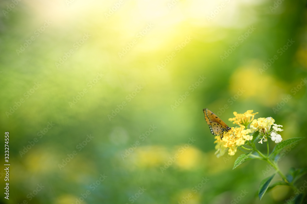 Nature of butterfly and flower in garden using as background ...