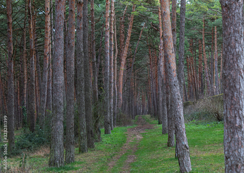 bosque de pinos con camino Stock Photo | Adobe Stock