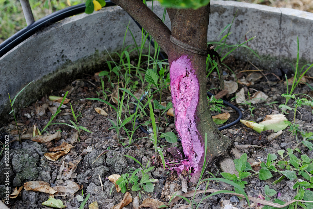 Root rot disease in lime tree from Phytophthora, using Metalaxyl drugs ...