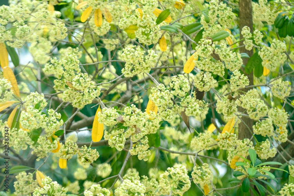 Leaves and flower background of Alstonia scholaris tree view Stock ...