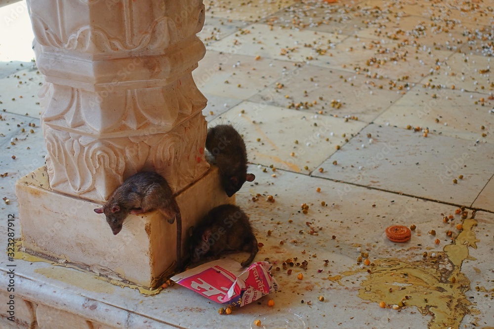 Karni Mata Temple, Deshnok, Rajasthan, India - Impression of the Hindu ...