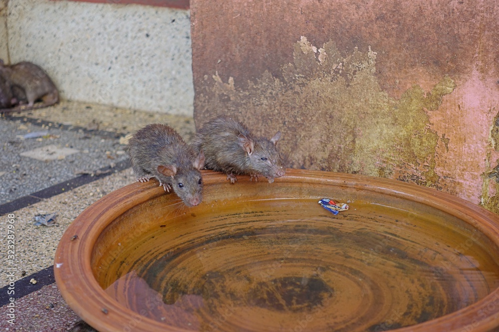 Karni Mata Temple, Deshnok, Rajasthan, India - Impression of the Hindu ...