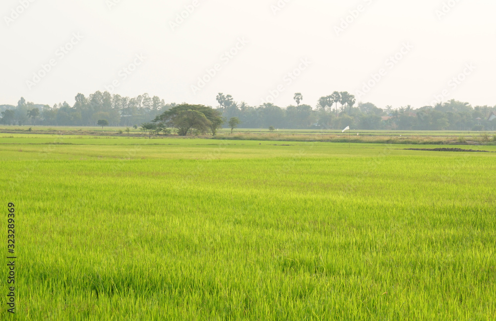 Nature Green grass o rice field texture background - nature backdrops ...