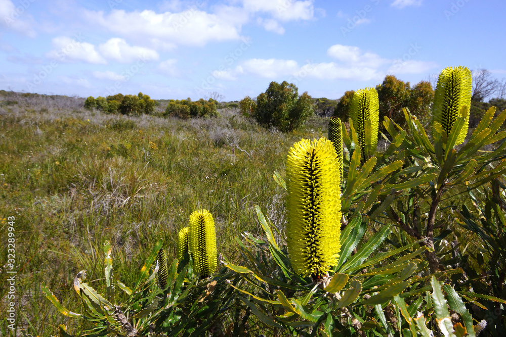 Candlestick Banksia shrub, Banksia attenuata, with yellow flowers ...