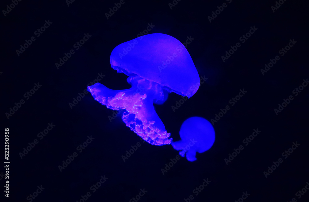 Foto de Cannonball jellyfish (Stomolophus meleagris), also known as the ...