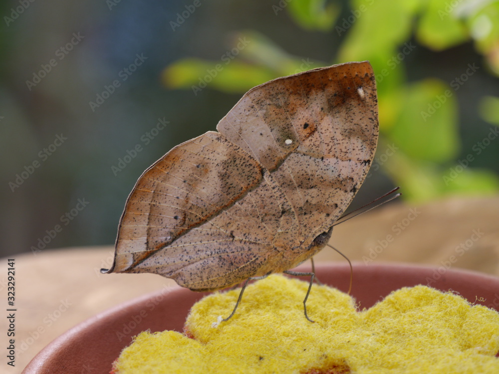 Insekt wie ein Blatt Stock Photo | Adobe Stock