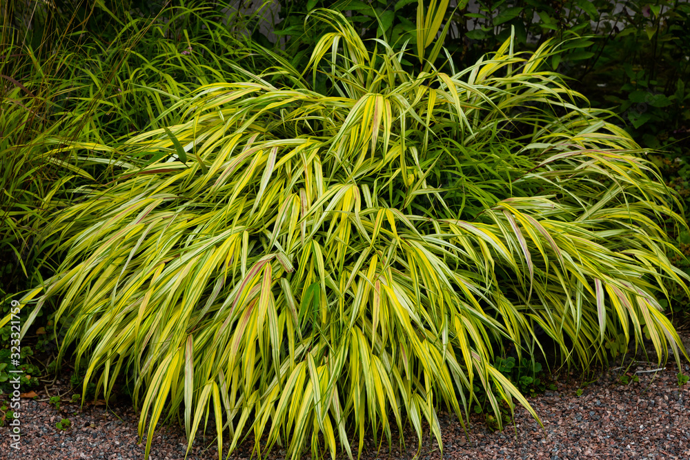Yellow tuft of Japanese forest grass, Hakonechloa macra aureola ...