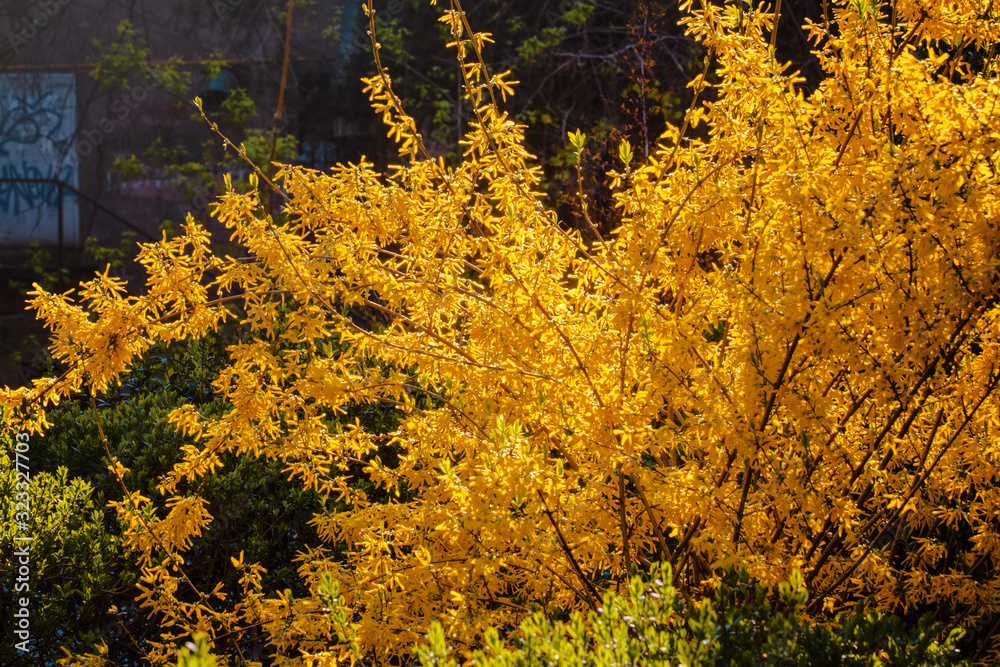 Golden Bell, Border Forsythia (Forsythia x intermedia, europaea ...