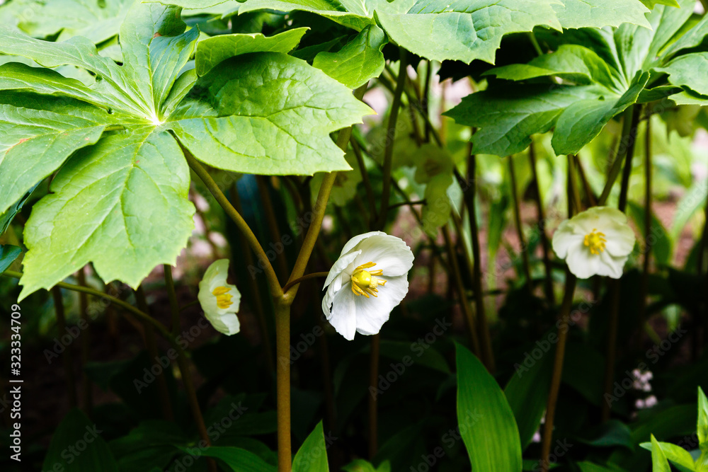 Mayapple flowers or Podophyllum peltatum in garden. Medicinal ...