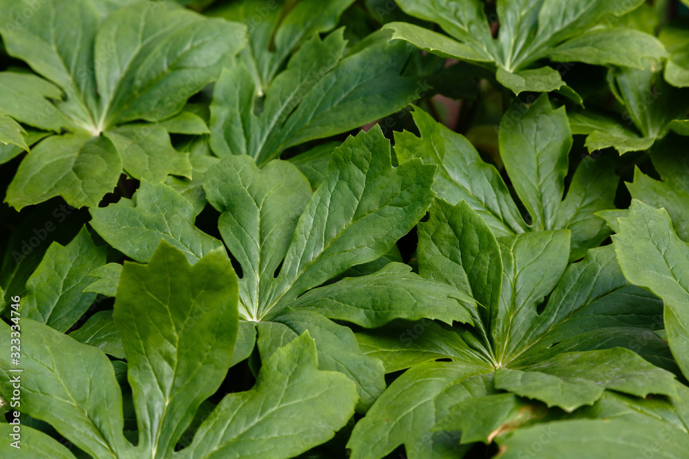 Mayapple flowers or Podophyllum peltatum in garden. Medicinal ...