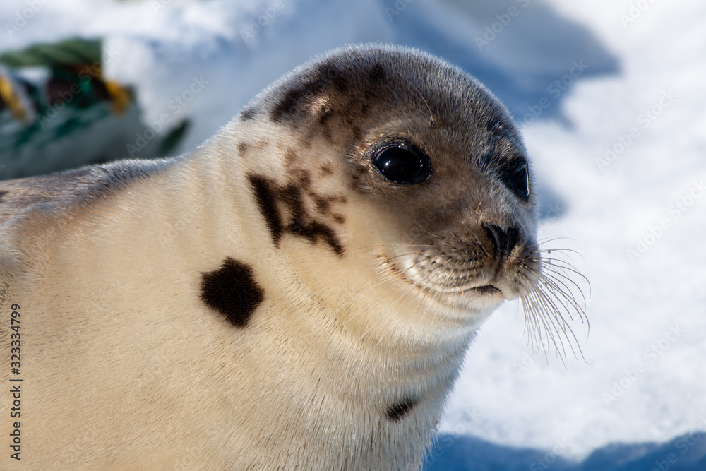 Harp Seal Adult
