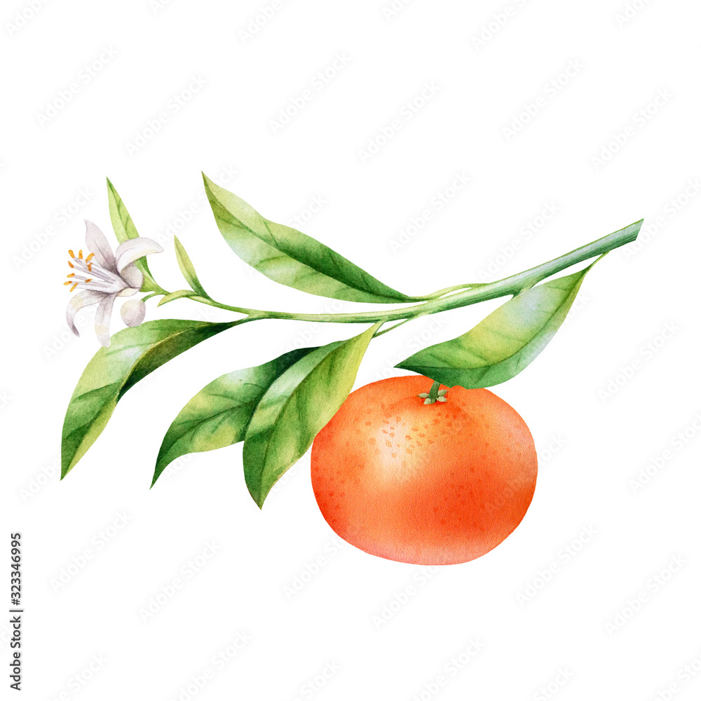 Tangerine Tree Leaves