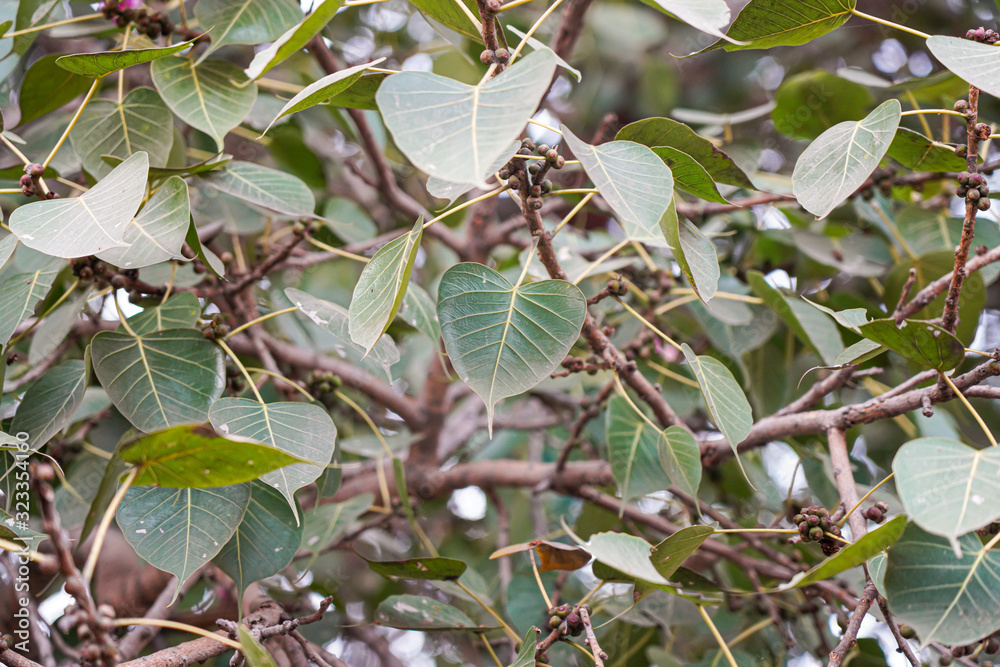 View of Bodhi Tree at Mahabodhi Temple, Bodhgaya Gaya, India Stock ...