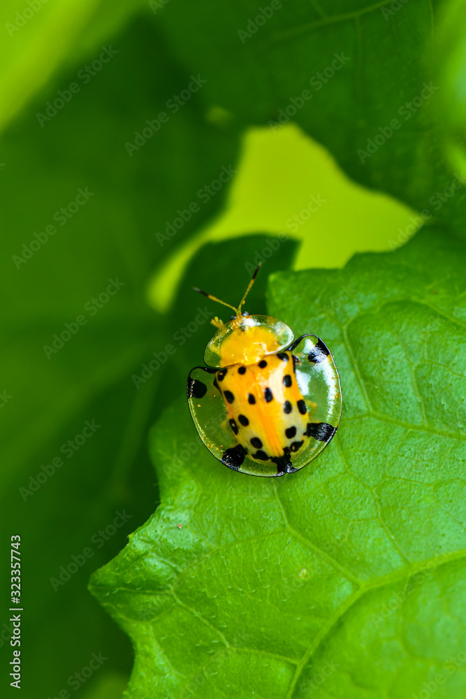 Tortoise Shell Beetle