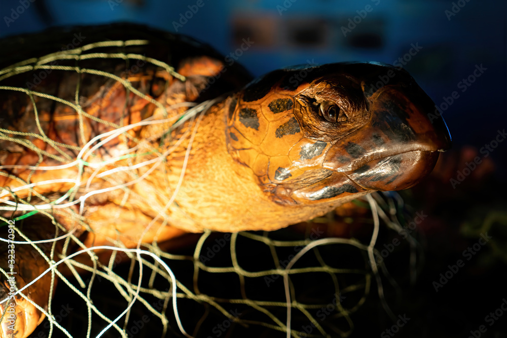 Poor turtle stuck in fishing net on neck and its body. Close up of face dead sea turtle in a ...
