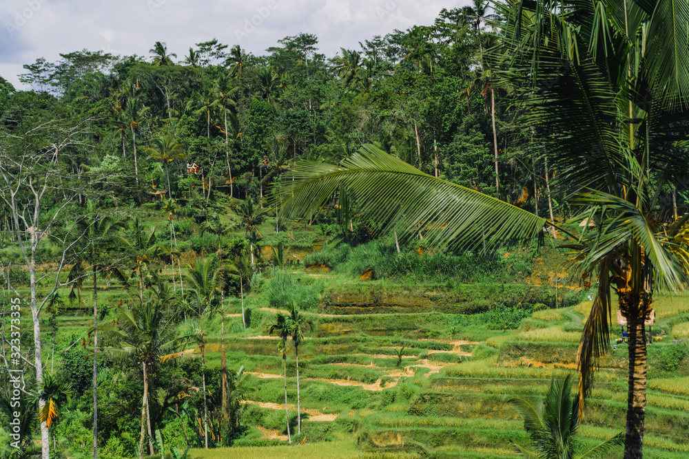 Rice terraces on the background of the jungle. Rice fields in the ...