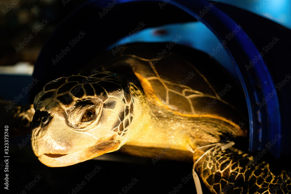 Poor turtle stuck in plastic oil gallon. Close up of face dead sea ...