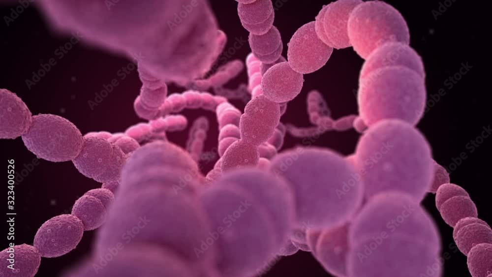 streptococcus pneumoniae, streptococcus, bacteria, pneumococcal ...