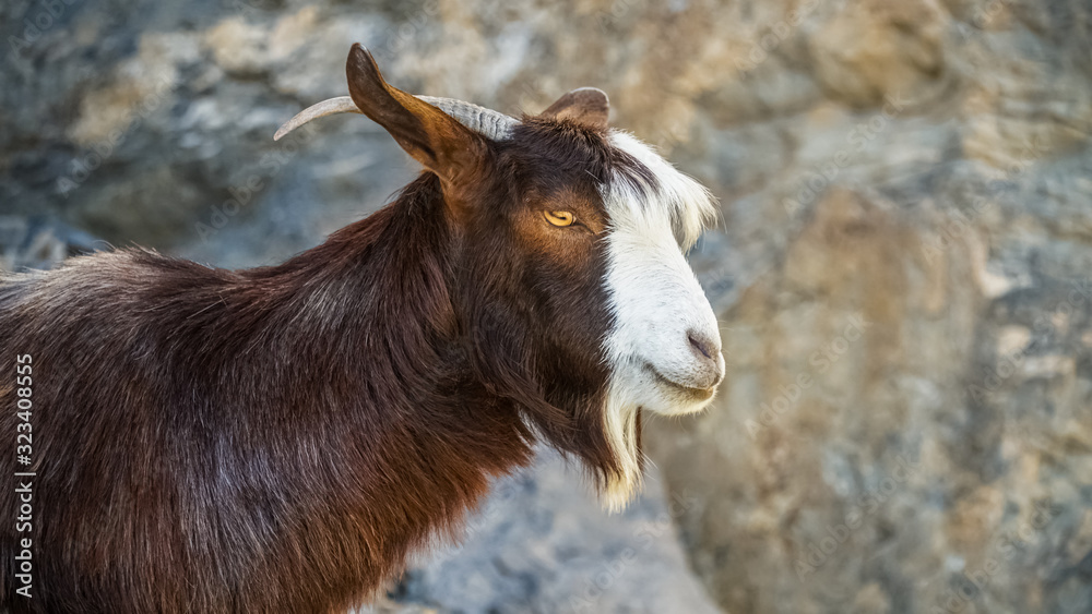 Portrait of Arabian Tahr or Mountain Goat Resting on Rock Wadi Ghul aka ...