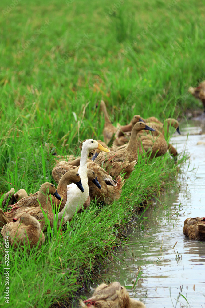 flock of ducks Stock Photo | Adobe Stock