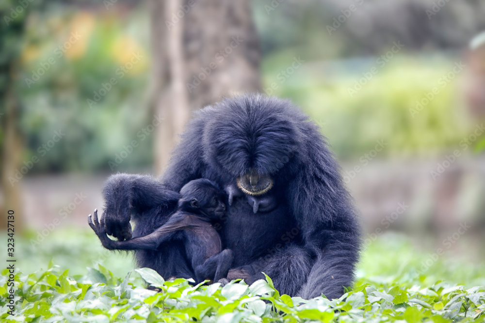 The siamang (Symphalangus syndactylus) is an arboreal black-furred ...