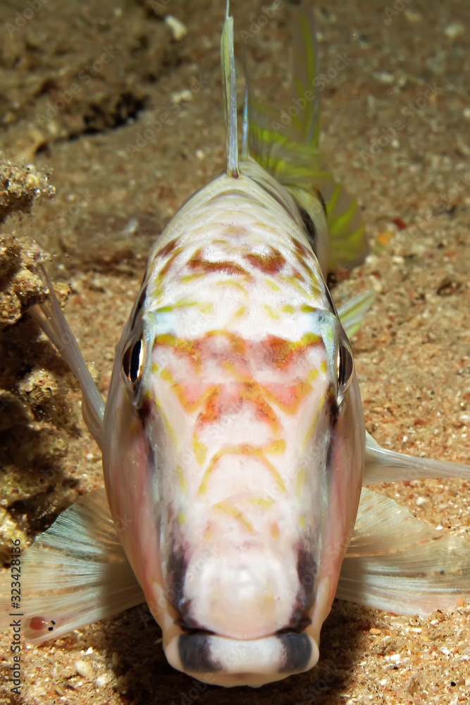 Red Sea Goatfish (parupeneus forsskali). Taken in Red Sea, Egypt. foto ...