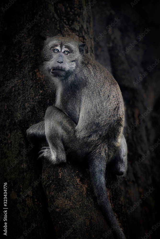 Monkey is a common name that may refer to groups or species of mammals ...