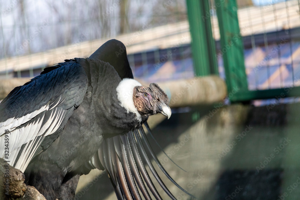 Condor des Andes, Amérique du Sud, Zoo de Granby, Québec Canada Stock ...
