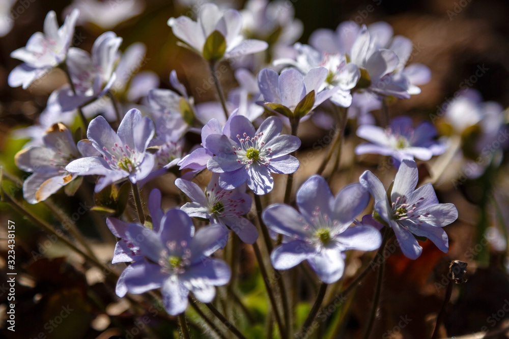 Foto de Early-flowering bulbous plants Hepatica with beautiful blue ...