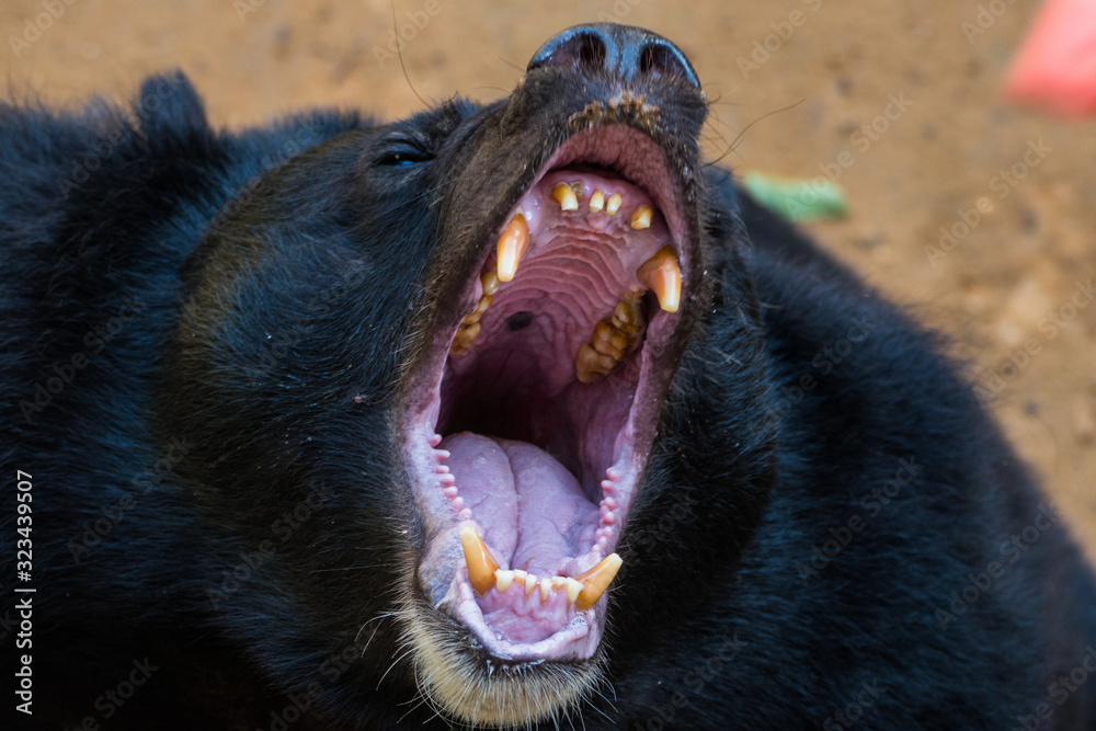 Black Bear Teeth