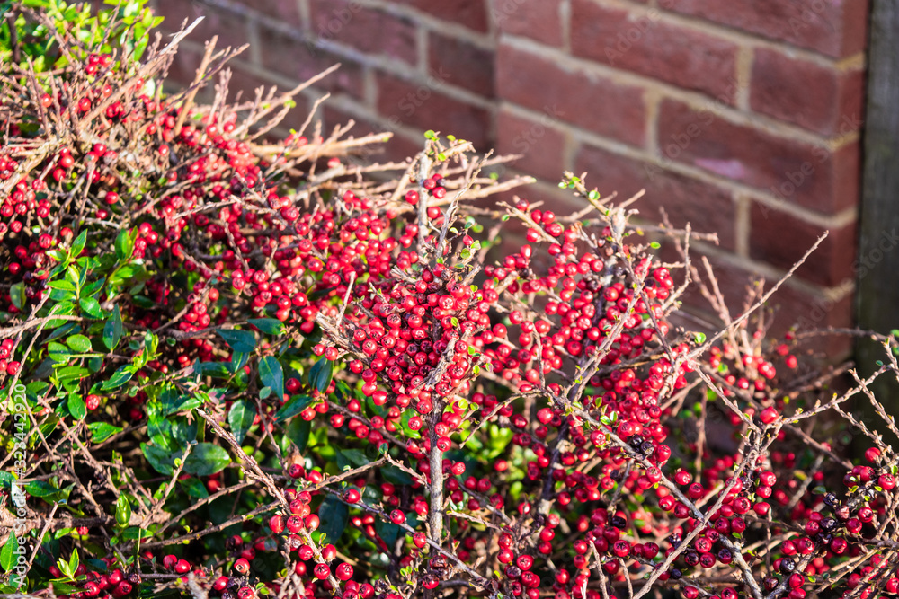 Clusters of red berries of a Cotoneaster horizontalis shrub with some ...