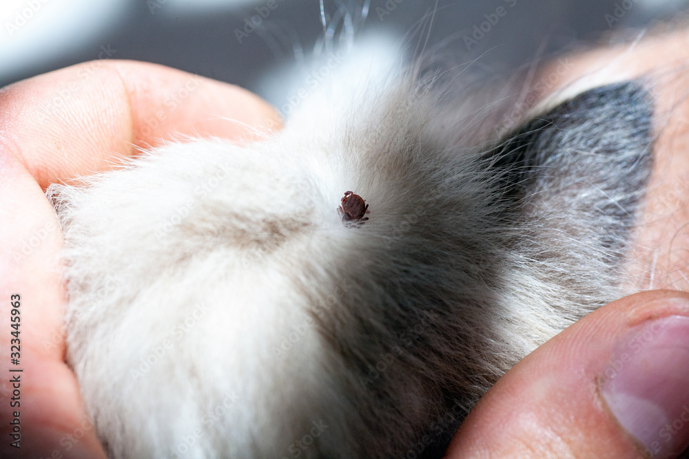 Kitten with ticks. Ticks attached to cat skin. Tick bite. Stock Photo ...