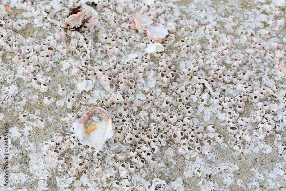 Shells on the rock the dead shell attached on the rock at the seashore ...