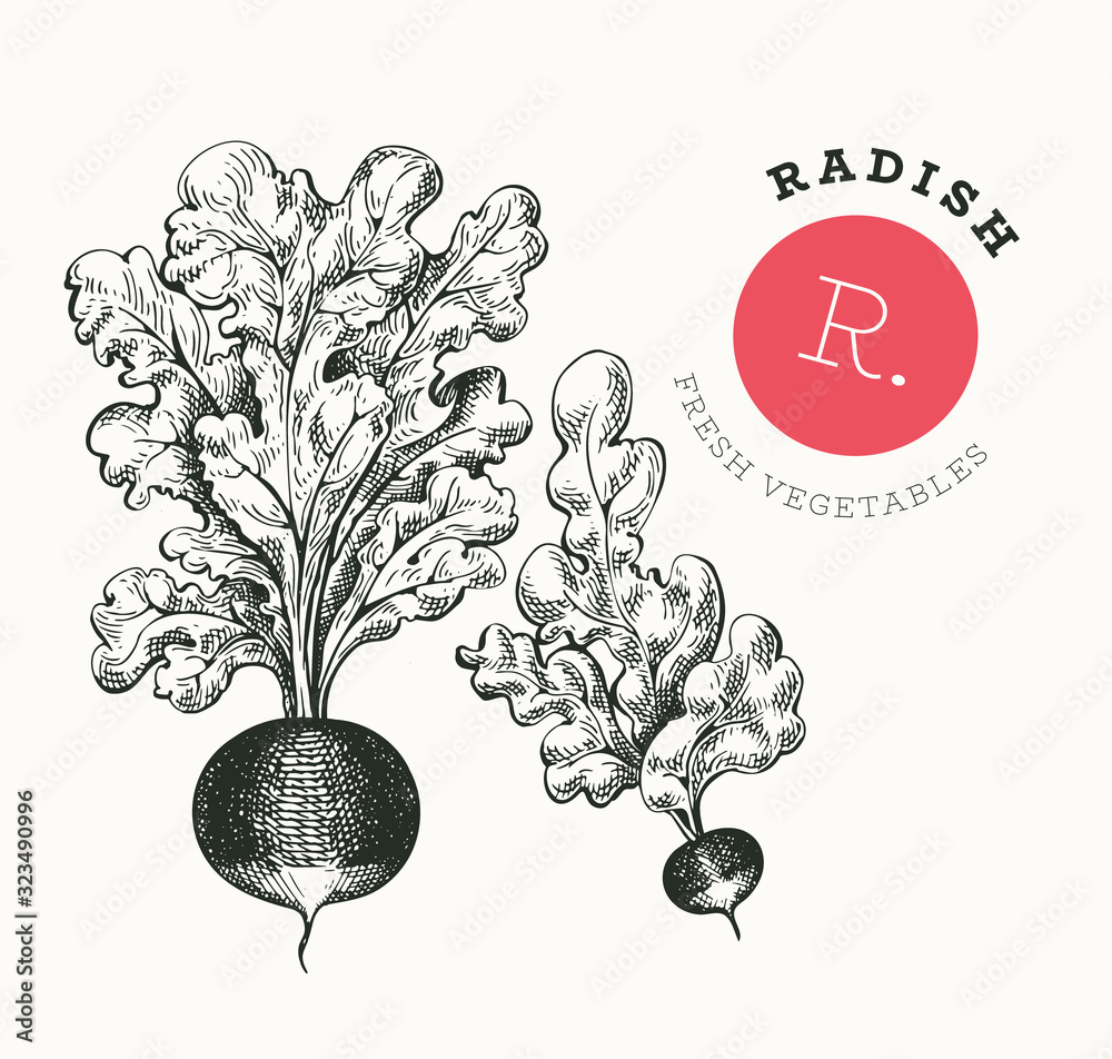 Hand drawn sketch style radish. Organic fresh food vector illustration ...