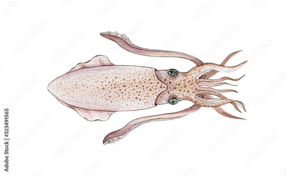 Squid watercolor image. Hand painted marine cephalopod animal. Tasty ...