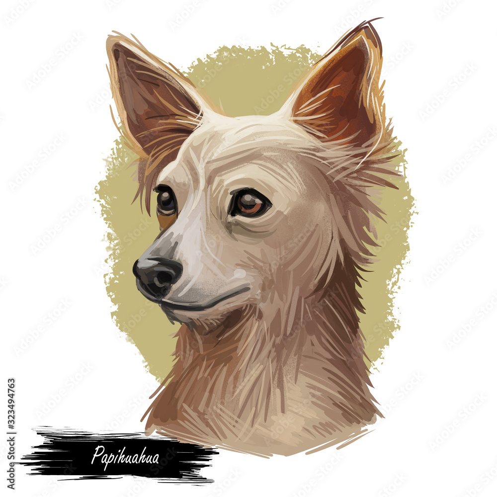 Chion, Papihuahua, Pap-Chi, Chi-A-Pap dog cross breed of Papillon and ...