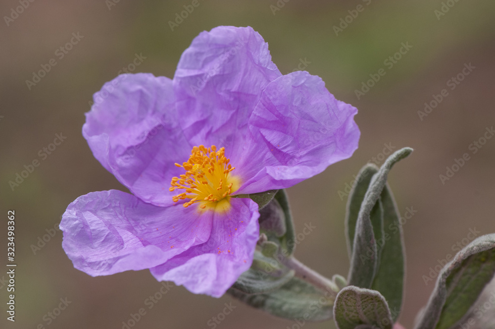 Cistus albidus gray-leaved cistus is a shrub with beautiful and large ...