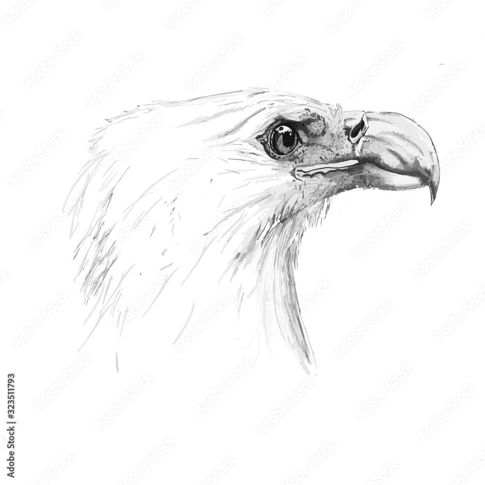 graphic drawing portrait of a bald eagle in profile Stock Vector ...